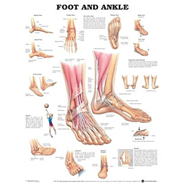 Foot & Ankle | NBN Planche